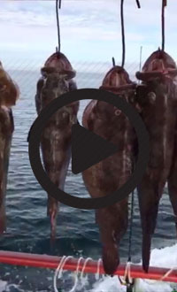 Rocky Point Fishing Services | Puerto Peñasco, Mexico